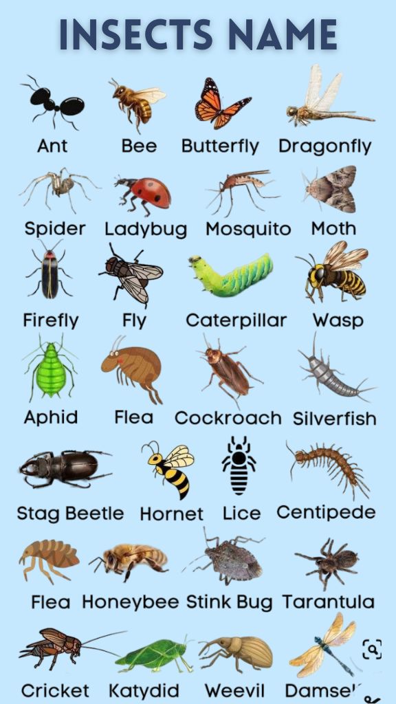 List of 50 Insects Name in Hindi with Photos Kids Must Know